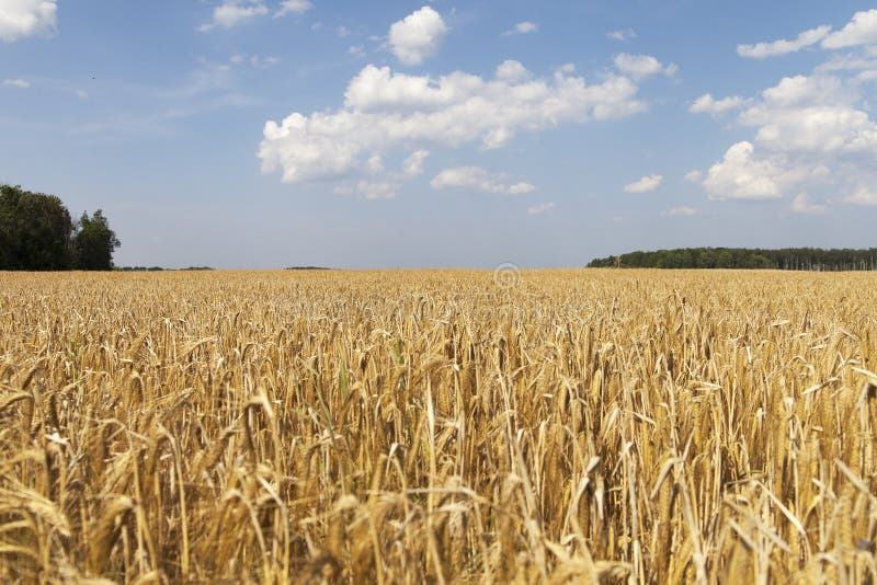 Campo di grano giallo immagine stock. Immagine di pianta - 43023025