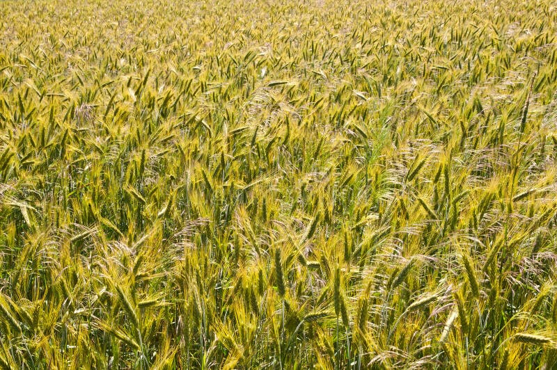 Campo di granulo immagine stock. Immagine di agricoltura - 20108565