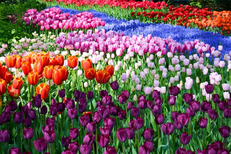 Campo Di Multi Tulipani Colorati Immagine Stock - Immagine di ...