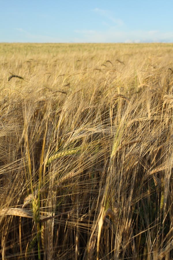 61,121 Campo Di Orzo Foto - Foto Stock Gratis e Royalty-Free da Dreamstime