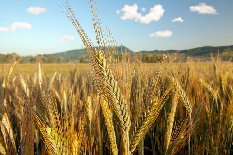 Campo Di Orzo Il Giorno Soleggiato Luminoso Immagine Stock - Immagine ...