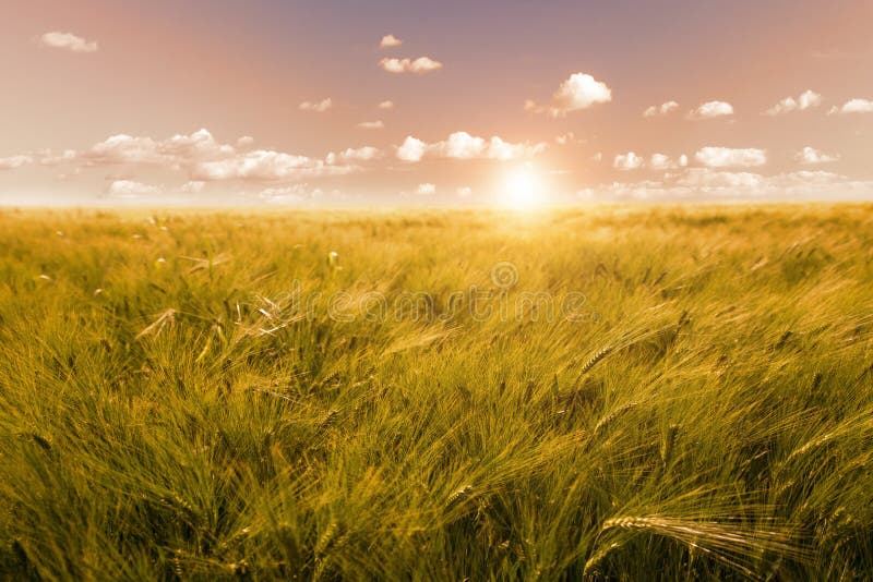 Campo Di Orzo in Una Giornata Estiva Fotografia Stock - Immagine di ...