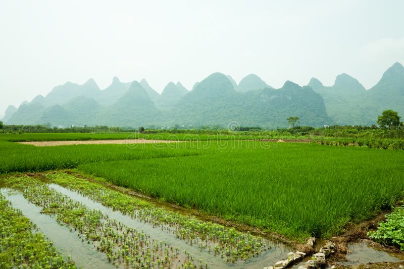 Risaie E Fiume Nimh Binh, Vietnam Immagine Stock - Immagine di asia ...