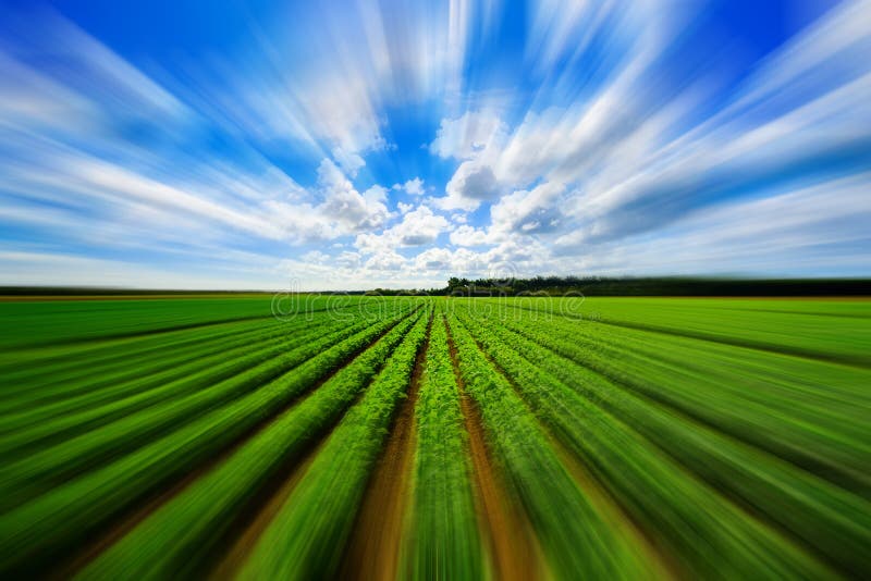 Campo Di Verdure Di Agricoltura Con Mosso Fotografia Stock - Immagine ...