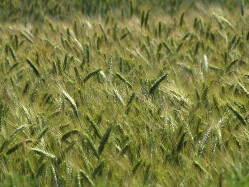 Campo do centeio imagem de stock. Imagem de nave, orelha - 15074825