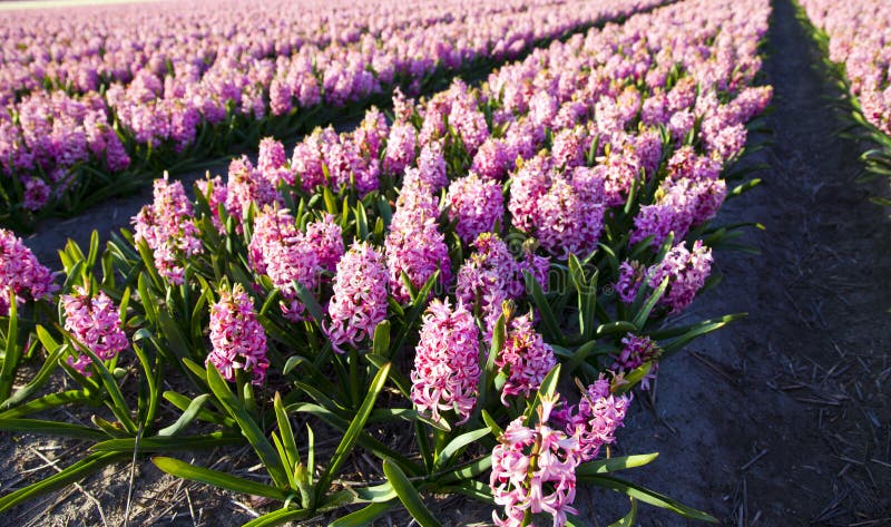 Campo De Jacintos Roxos E Brancos Bonitos Imagem de Stock - Imagem de ...