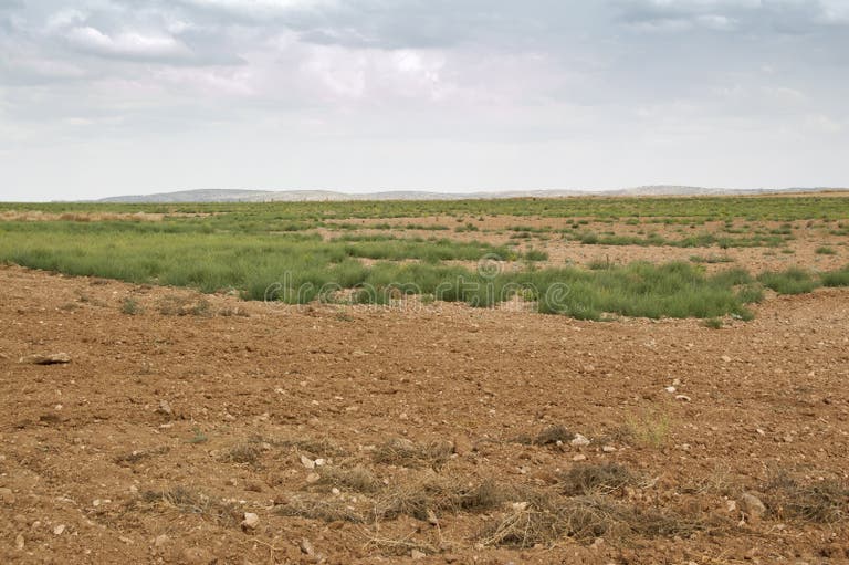 10,930 Campo De Cultivo En Barbecho Fotos de stock - Fotos libres de ...