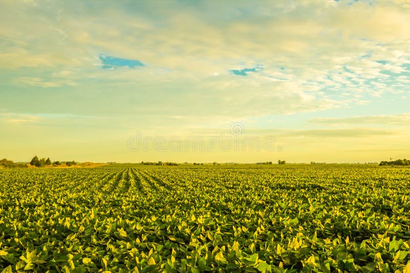 Campo en la puesta del sol foto de archivo. Imagen de rural - 36188296