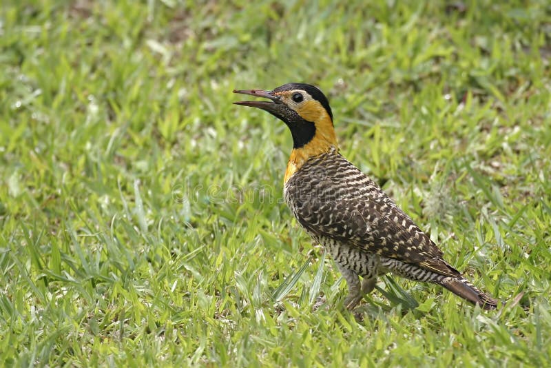 Campo Flicker, Colaptes Campestris, Resting on the Ground Stock Image ...