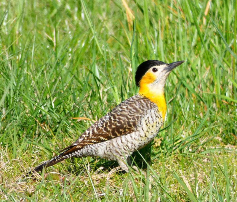 Campo Flicker Resting on the Ground. Stock Image - Image of plant ...