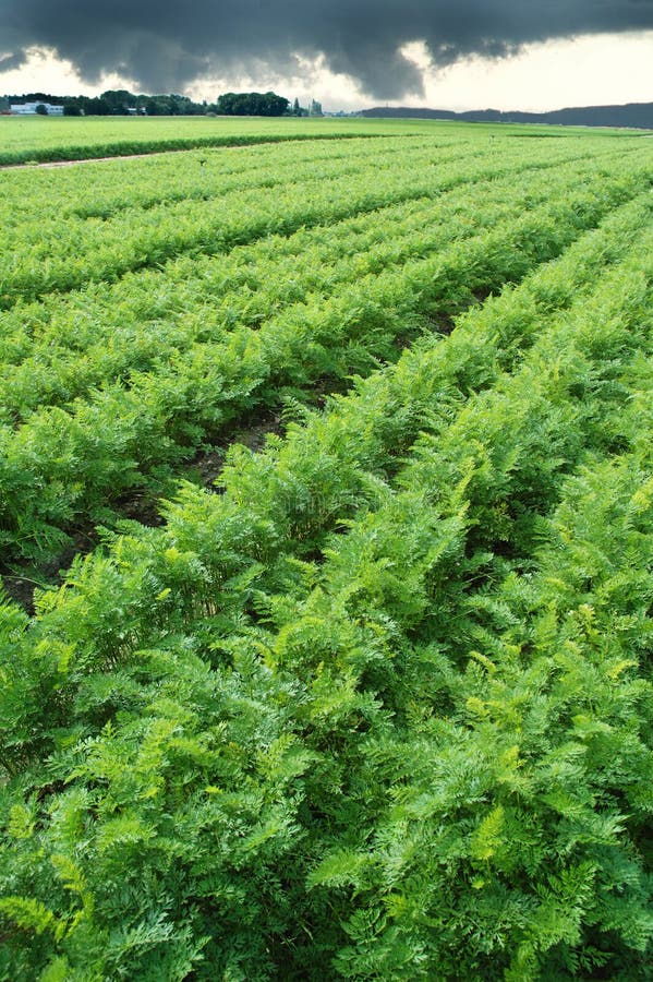 Campo longo da cenoura foto de stock. Imagem de nuvem - 16057198