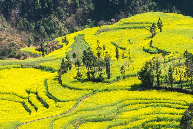 Campo Luoping da colza imagem de stock. Imagem de chinês - 123033467