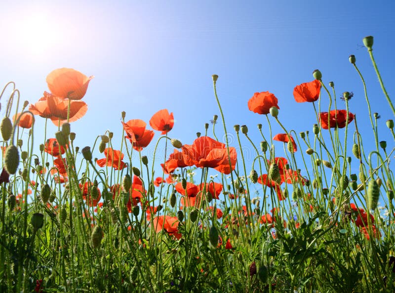 Campo rosso dei papaveri immagine stock. Immagine di rurale - 55098189