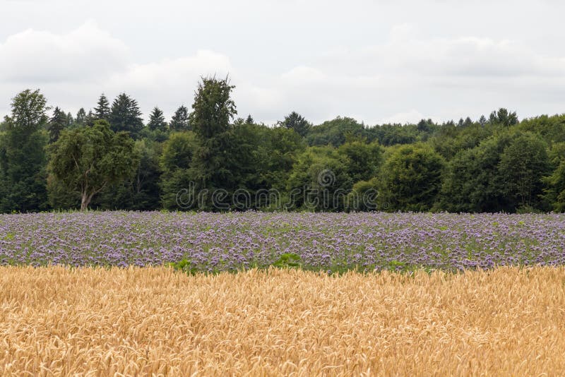 Campo Roxo De Phacelia Ao Lado De Um Campo De Trigo Foto de Stock ...
