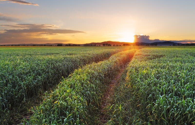 Campo Rural Con El Campo Y El Sol De Trigo Foto de archivo - Imagen de ...