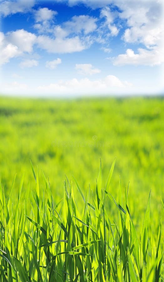 Campo verde foto de archivo. Imagen de primer, color - 14261266