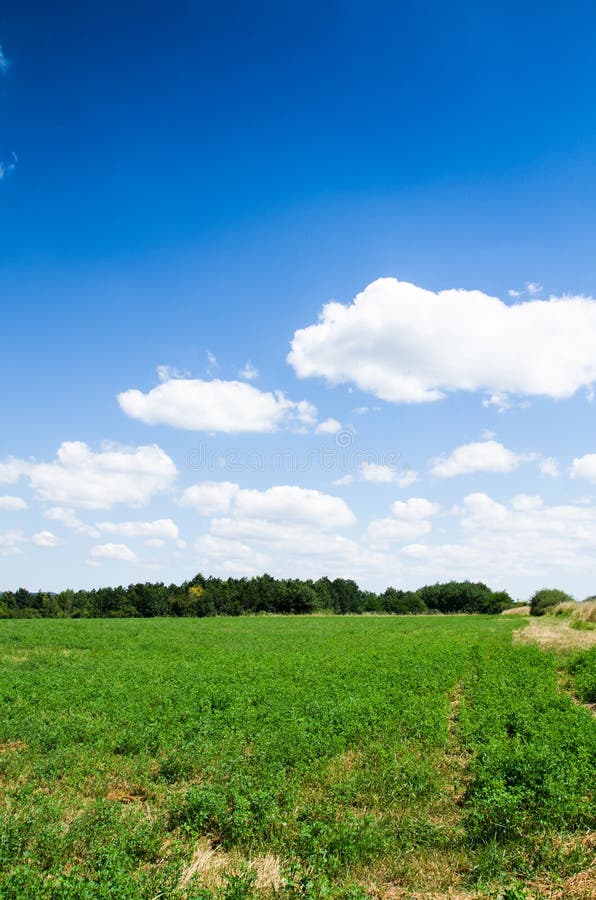 Campo verde imagen de archivo. Imagen de hierba, nube - 32719555