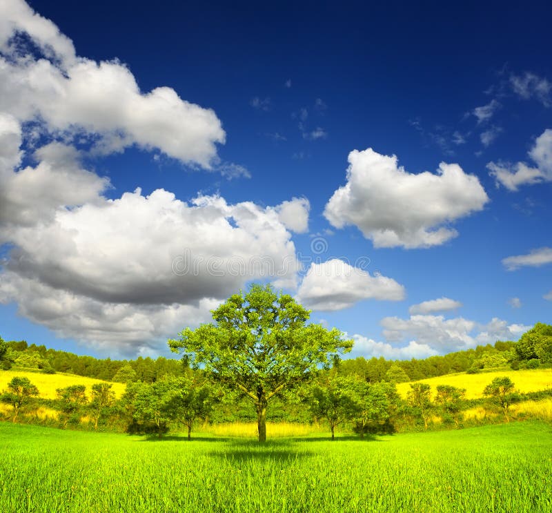 Campo verde imagen de archivo. Imagen de claro, huerta - 35205351