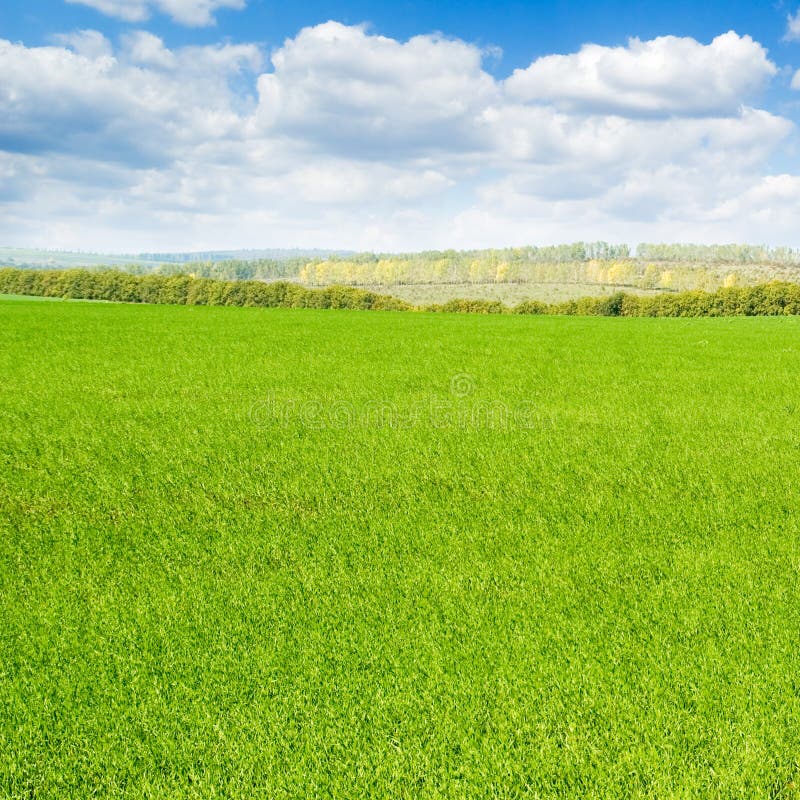 Campo verde imagen de archivo. Imagen de horizonte, color - 3605669