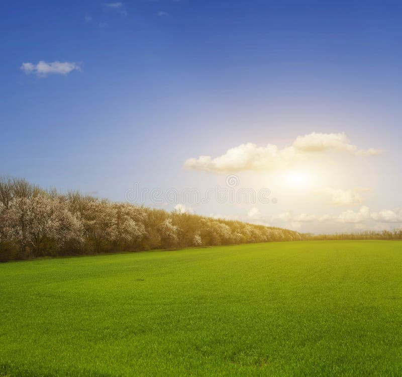 Campo verde imagen de archivo. Imagen de pista, nube - 37095037