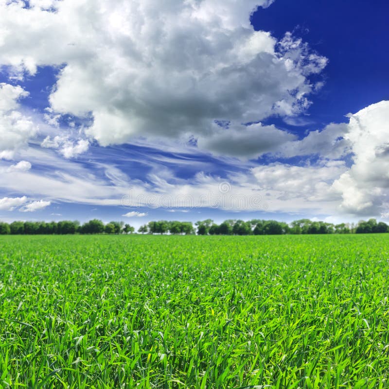 Campo verde foto de archivo. Imagen de monocultivo, tierra - 38140362