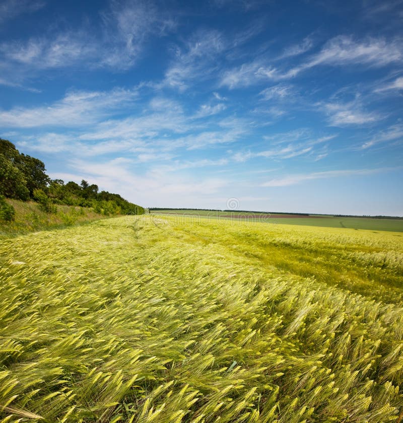 Campo verde foto de archivo. Imagen de rancho, verde - 255182666