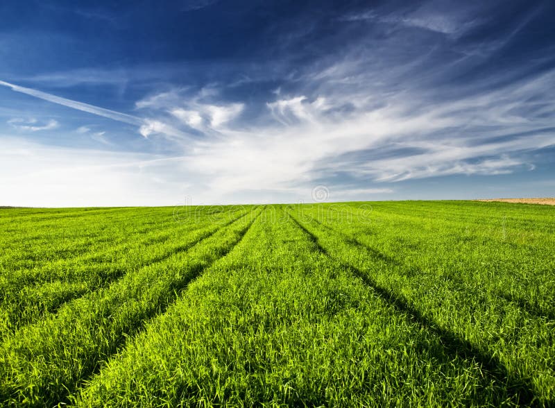 Campo verde fotografia stock. Immagine di erba, verde - 5651588