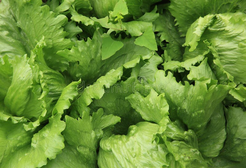 Campo verde de la lechuga imagen de archivo. Imagen de lechuga - 53081875