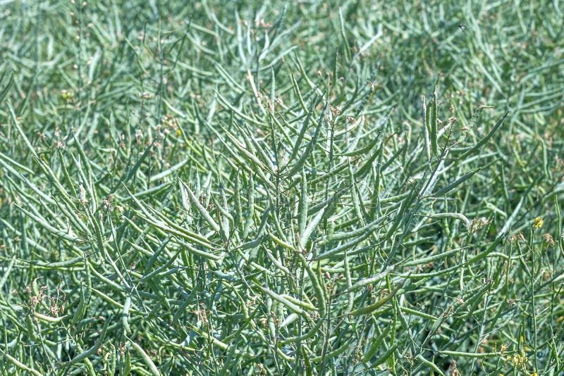 Campo Verde De La Rabina, Troncos De La Rabina, Vainas De La Semilla De ...