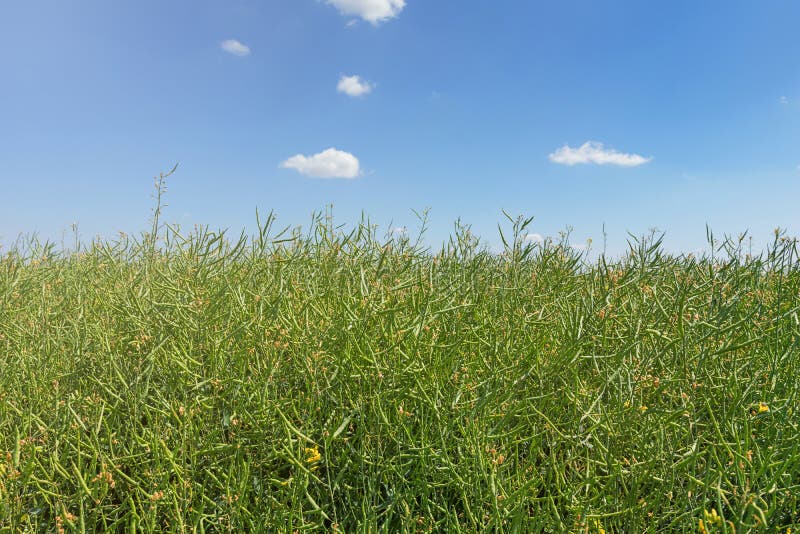 Campo Verde De La Rabina, Troncos De La Rabina, Vainas De La Semilla De ...