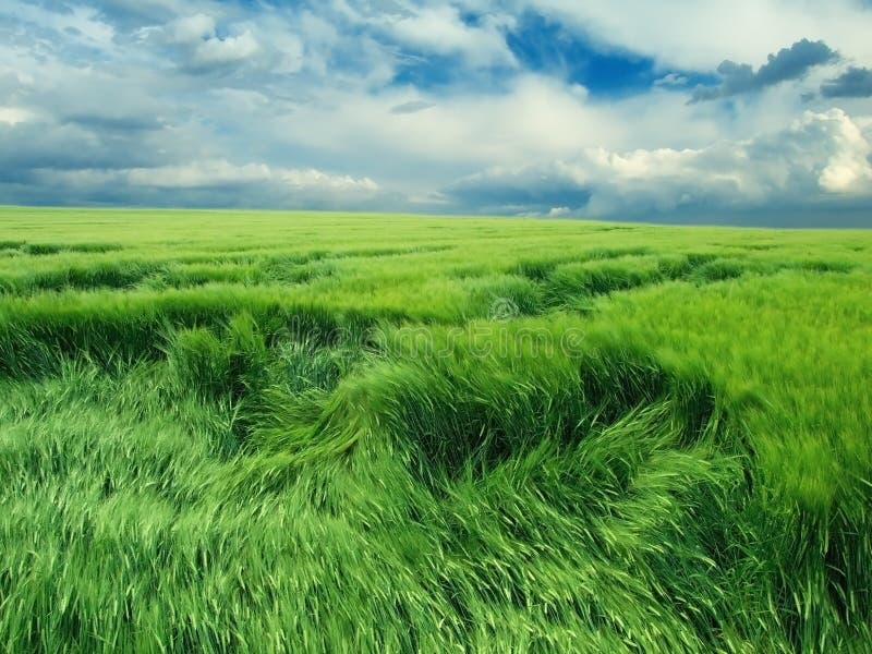 Campo verde infinito foto de stock. Imagem de infinito - 8423176