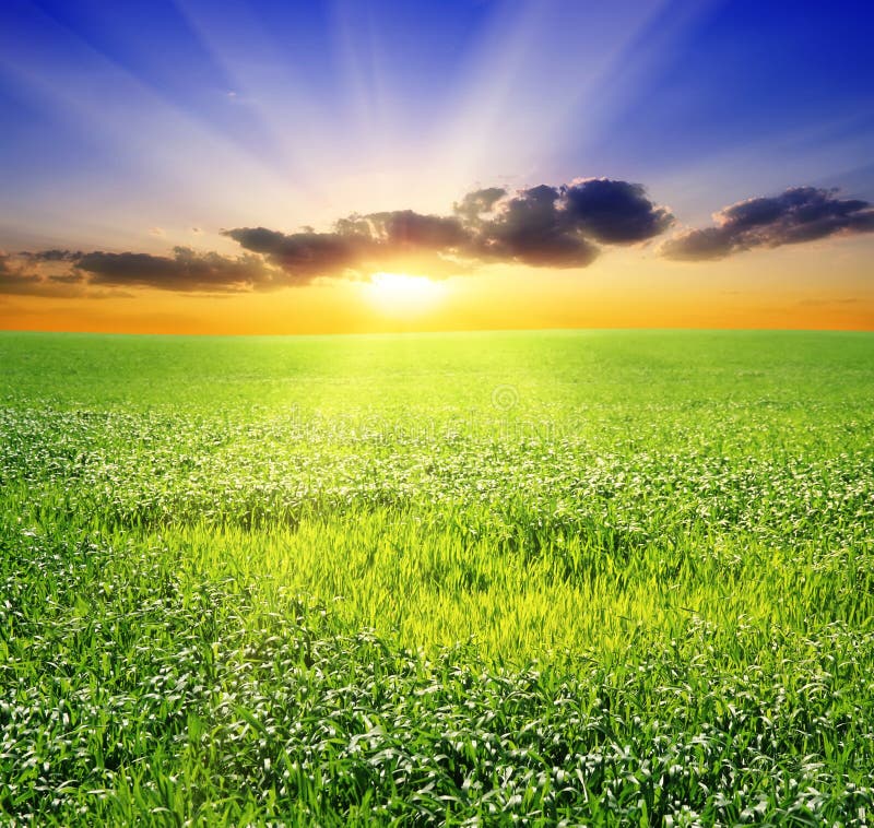 Campo Verde Y Puesta Del Sol Hermosa Foto de archivo - Imagen de prado ...