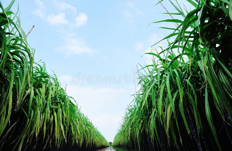 Campo De Caña De Azúcar Al Atardecer. La Caña De Azúcar Es Un Pasto De ...