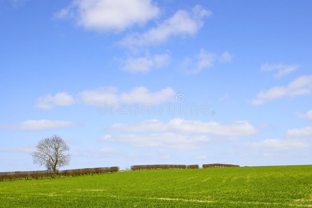 Campo y seto en primavera foto de archivo. Imagen de azul - 13945702
