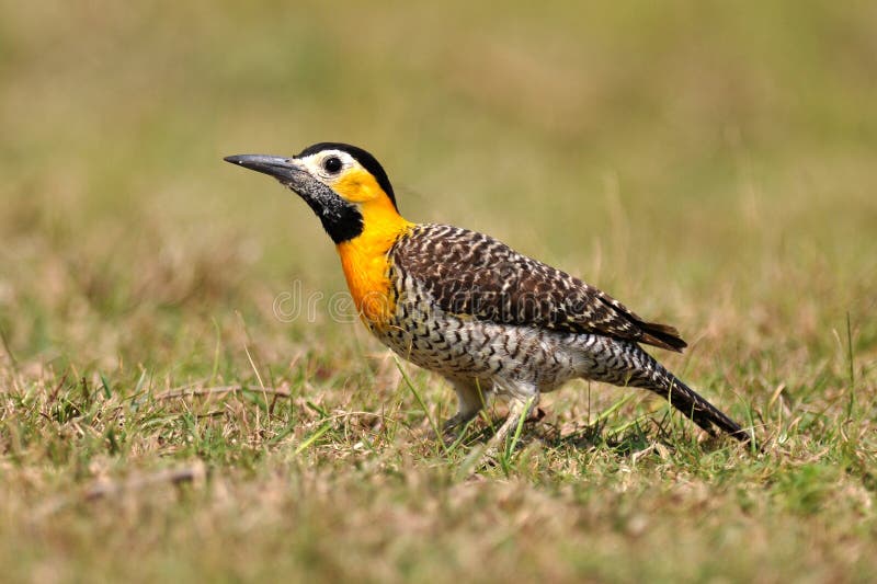 Campogrondspecht, Campo Flicker, Colaptes Campestris Stock Image ...