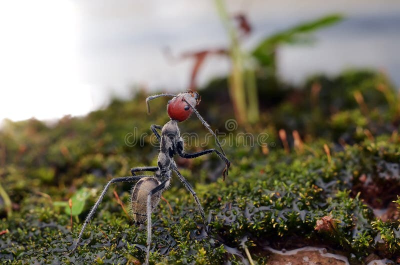 Camponotus singularis stock photo. Image of acid, plans - 28380370