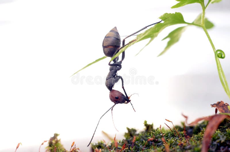 Large Map Modesto Ca Stock Photos - Free & Royalty-Free Stock Photos ...