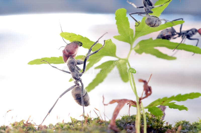 Large Map Modesto Ca Stock Photos - Free & Royalty-Free Stock Photos ...