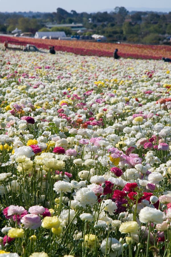 Campos de flor de Carlsbad imagen de archivo. Imagen de resorte - 2158297