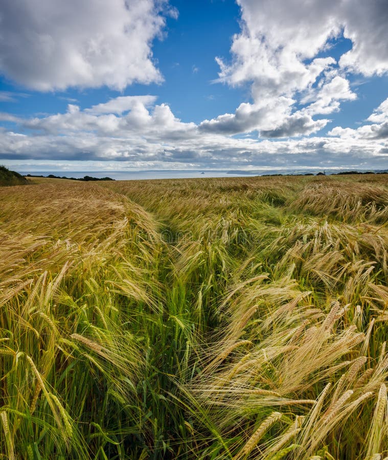 Campos de la cebada foto de archivo. Imagen de campo - 40375308