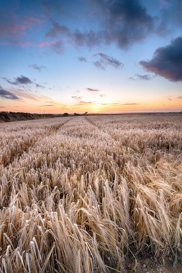 Campos de la cebada imagen de archivo. Imagen de paisaje - 49169439