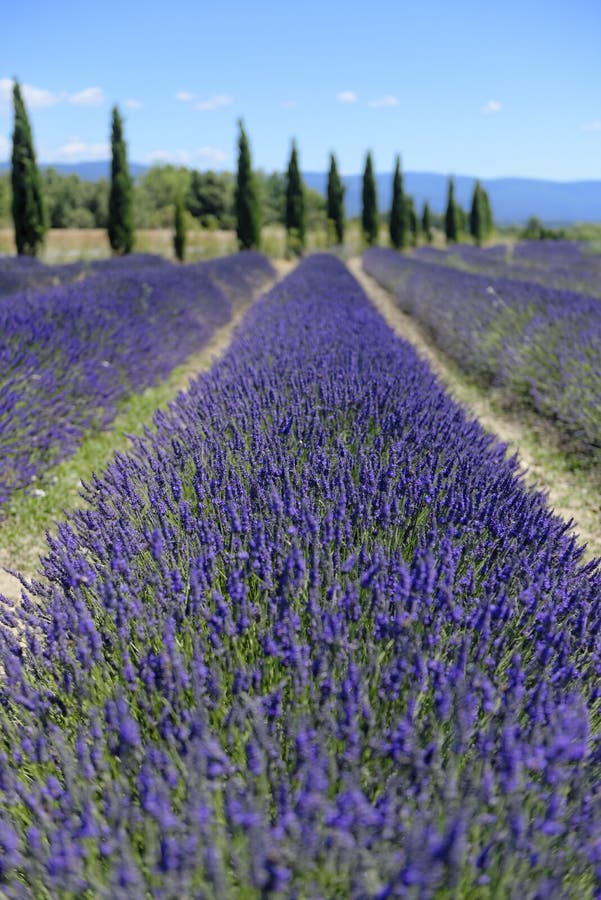 Campos De La Lavanda En Provence Foto de archivo - Imagen de lila ...