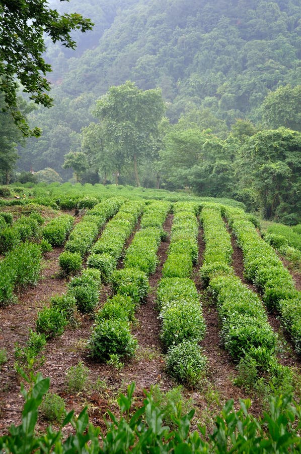 Campos De Las Plantas De Té Imagen de archivo - Imagen de granja, rural ...