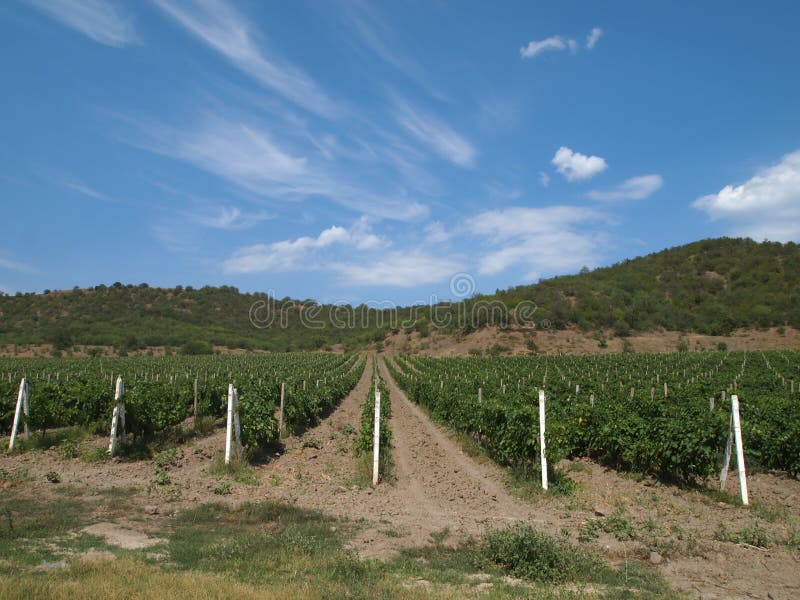 Campos de las vides de uva imagen de archivo. Imagen de colina - 43585237
