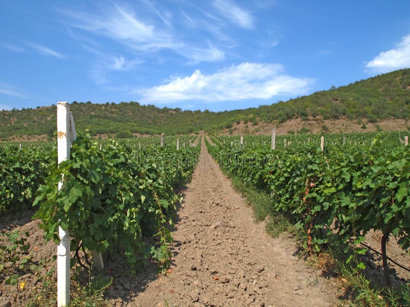 Campos de las vides de uva imagen de archivo. Imagen de alimento - 43668095