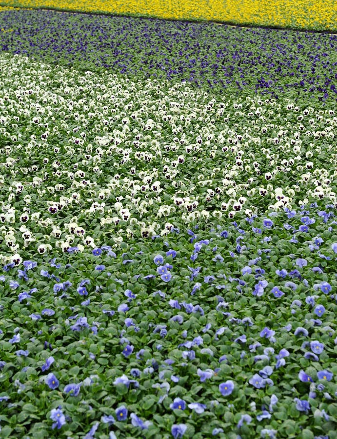 Campos De Las Violetas Que Son Cultivadas En Una Granja Imagen de ...