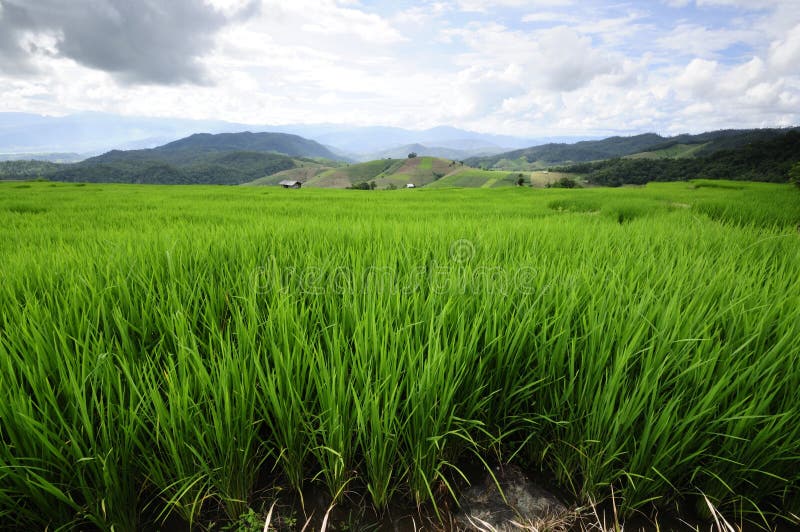 Campos del arroz imagen de archivo. Imagen de horizonte - 23145163