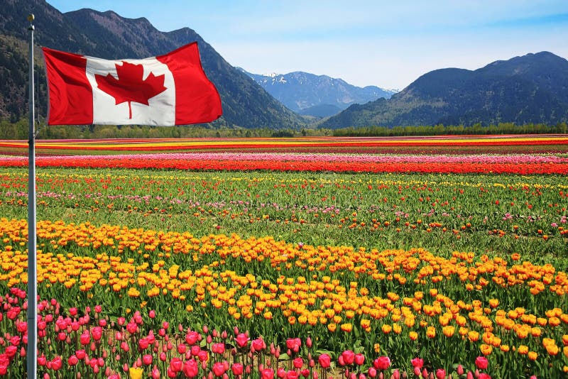 Tulipán De Canadá 150 También Conocido Como El Tulipán De La Hoja De ...