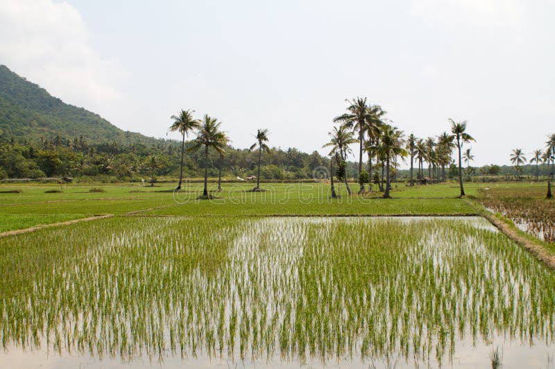Campos Do Arroz Na Ilha De Java Imagem de Stock - Imagem de indonésia ...