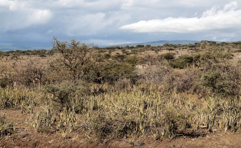 Campos Secos En El Serengeti Foto de archivo - Imagen de abierto ...
